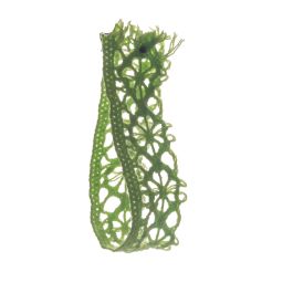Lime Coloured Lace 15mm | Green Lace | V V Rouleaux